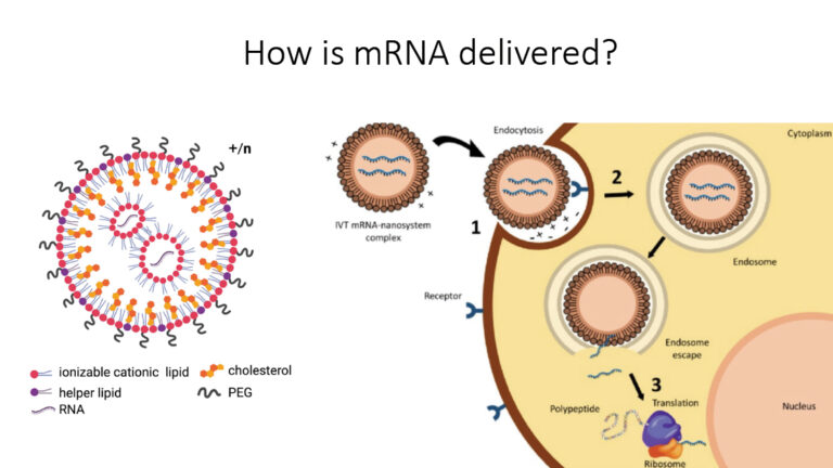 Biotech companies, investors pour billions into mRNA vaccines as ...