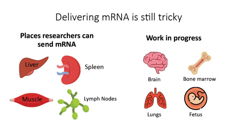 Biotech companies, investors pour billions into mRNA vaccines as ...